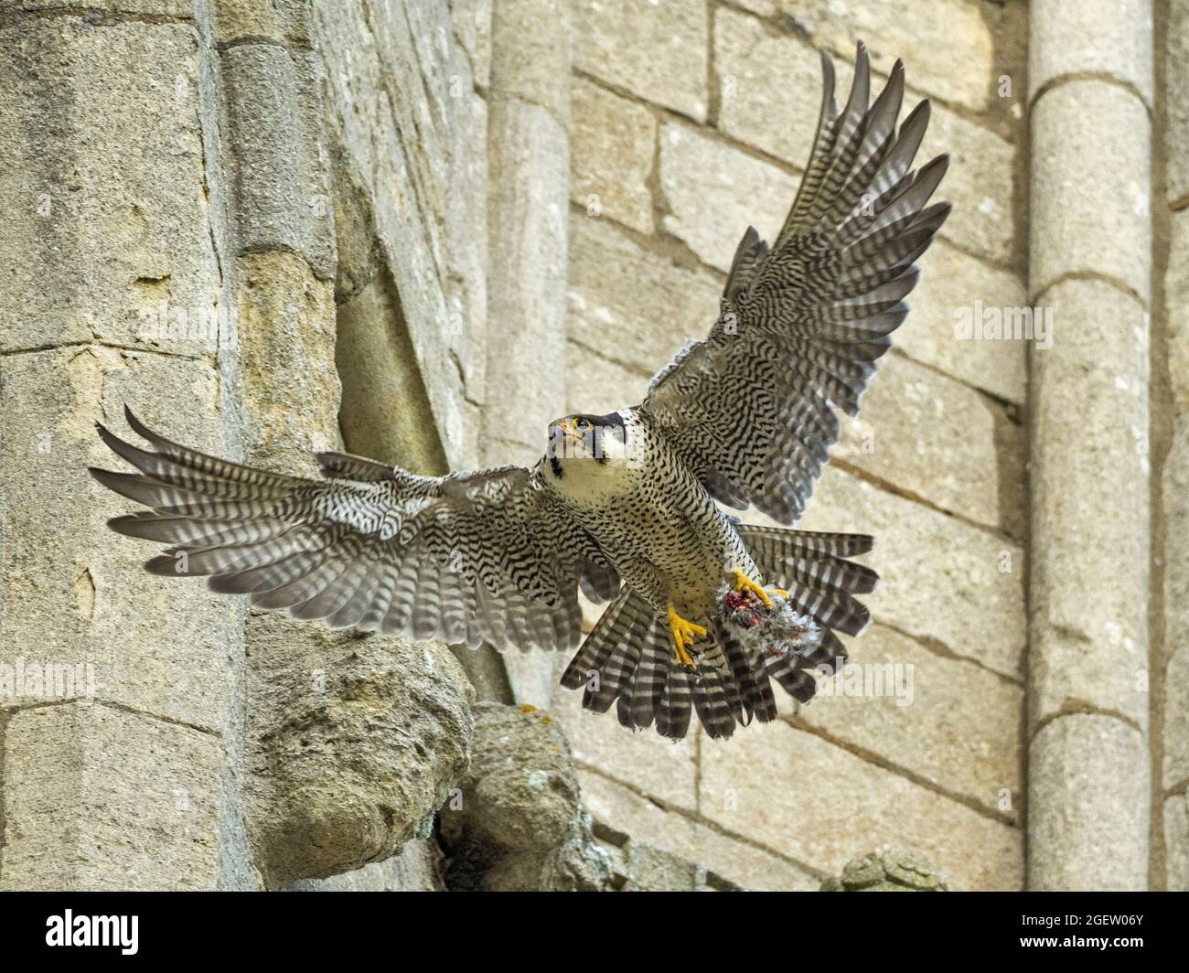 Female Peregrine Falcon (Falco peregrinus) in flight, Cambridgeshire ...