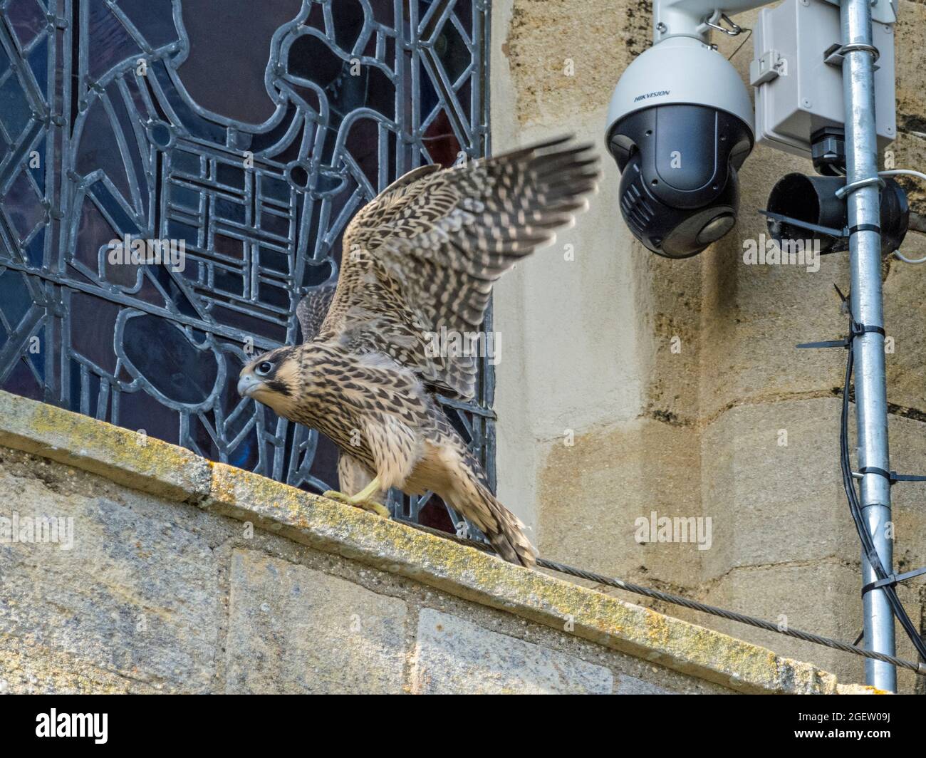 Juvenile Peregrine Falcon (Falco peregrinus) and web camera ...