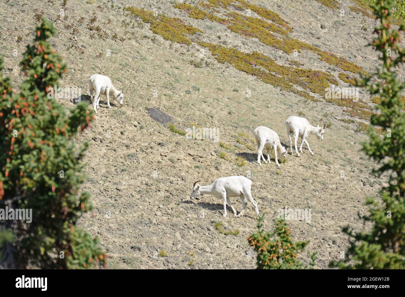 Arctic tundra animal herd hi-res stock photography and images - Alamy