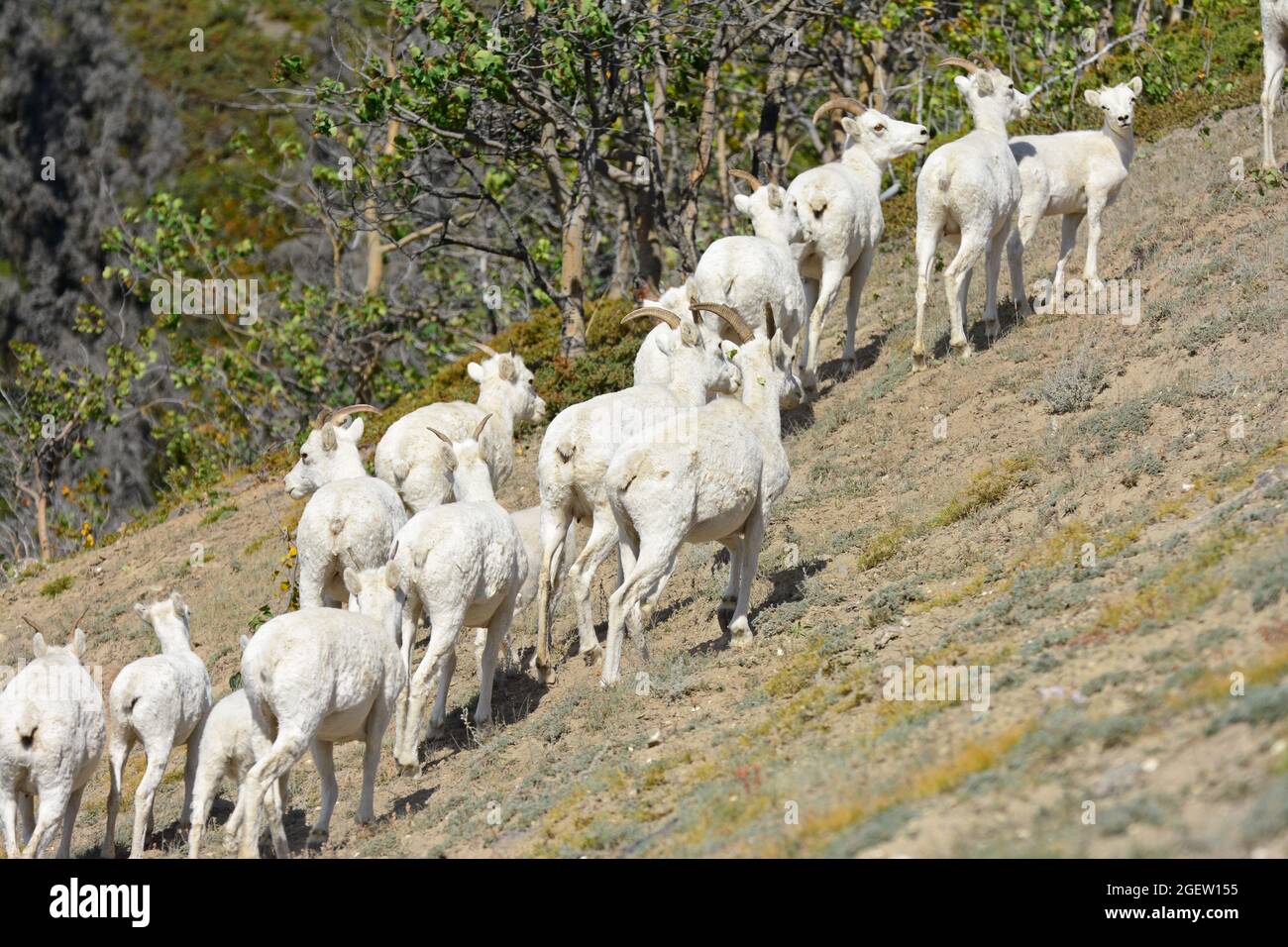 Dall sheep herd climb on mountain slope, Yukon, Canada Stock Photo - Alamy