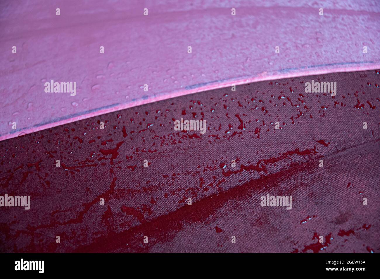 Wet Waterproof Textile Surface Of Wine Red And Pink Colored Umbrella