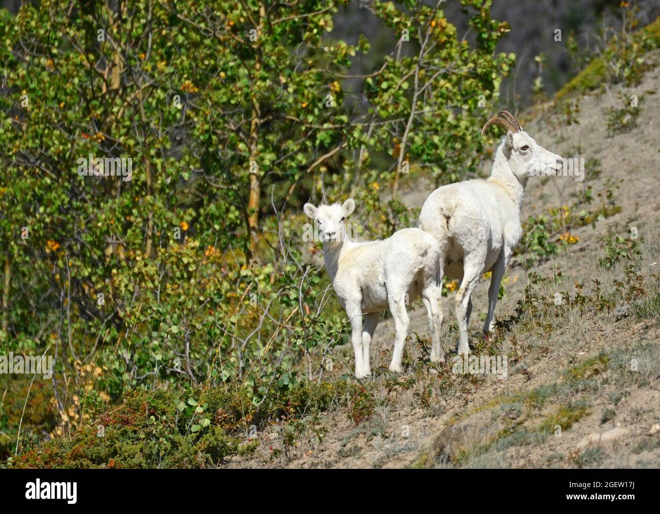 Dall sheep, mother and son, Yukon, Canada Stock Photo - Alamy