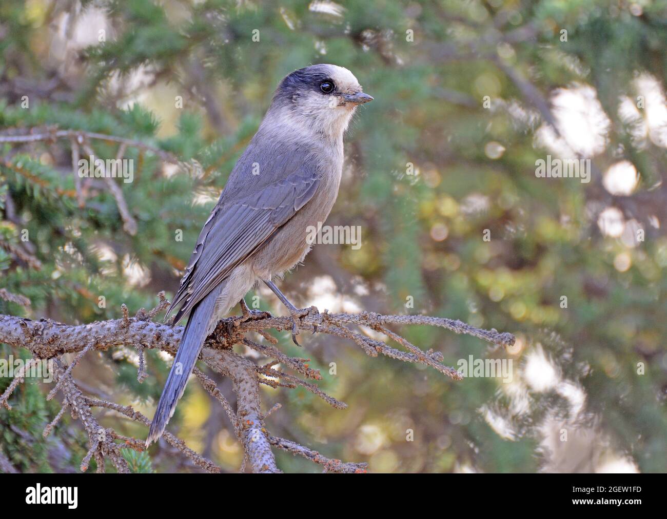 Gray jay, Grey jay, Canada jay - Perisoreus canadensis Stock Photo - Alamy