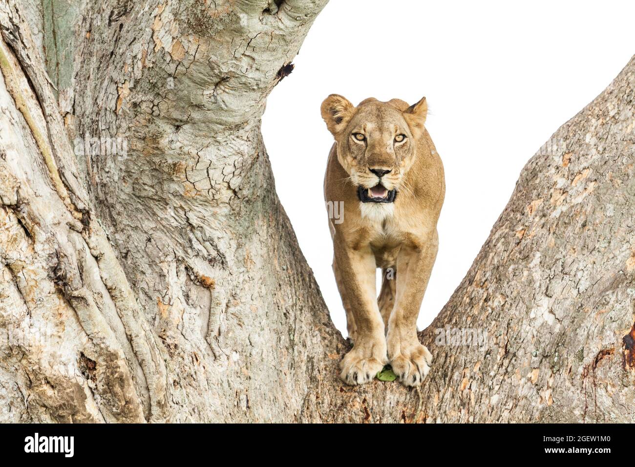 Lioness standing hi-res stock photography and images - Alamy