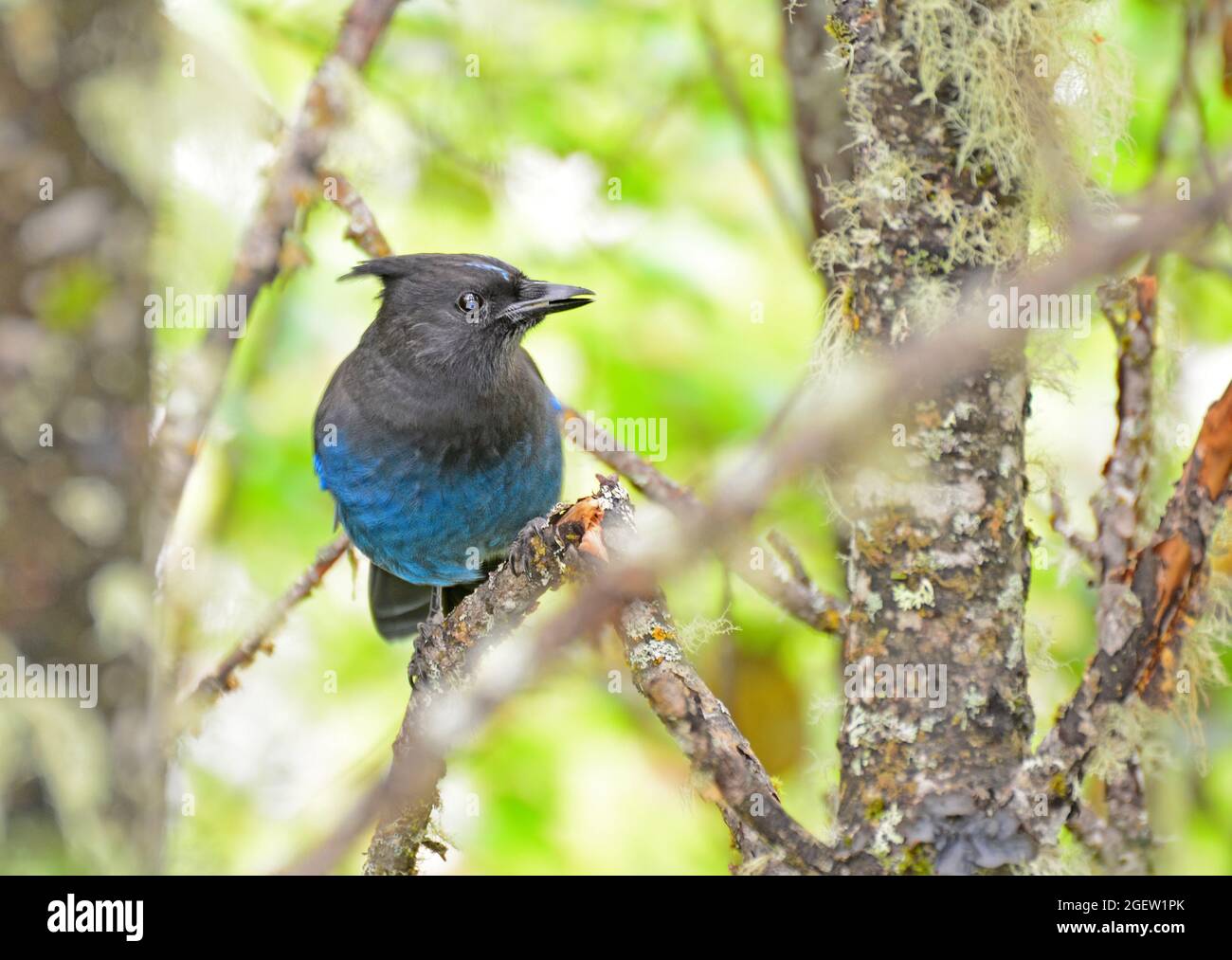 Stellers jay cyanocitta stelleri in hi-res stock photography and images ...