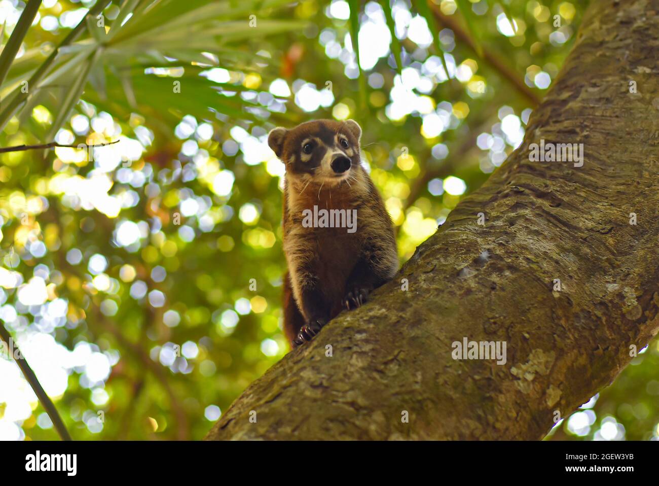 Coati among the tree branches in Quintana Roo, Mexico Stock Photo - Alamy