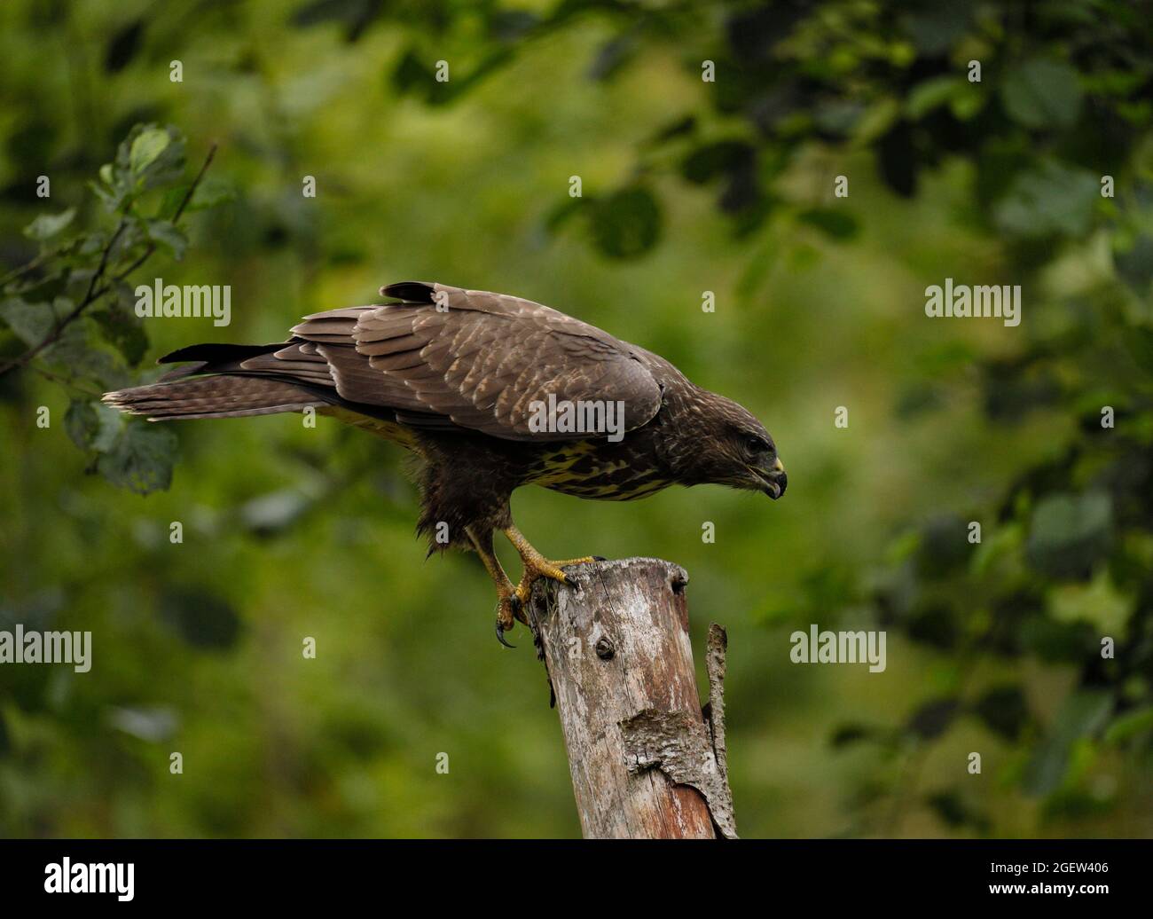 Juvenile buzzards hi-res stock photography and images - Alamy