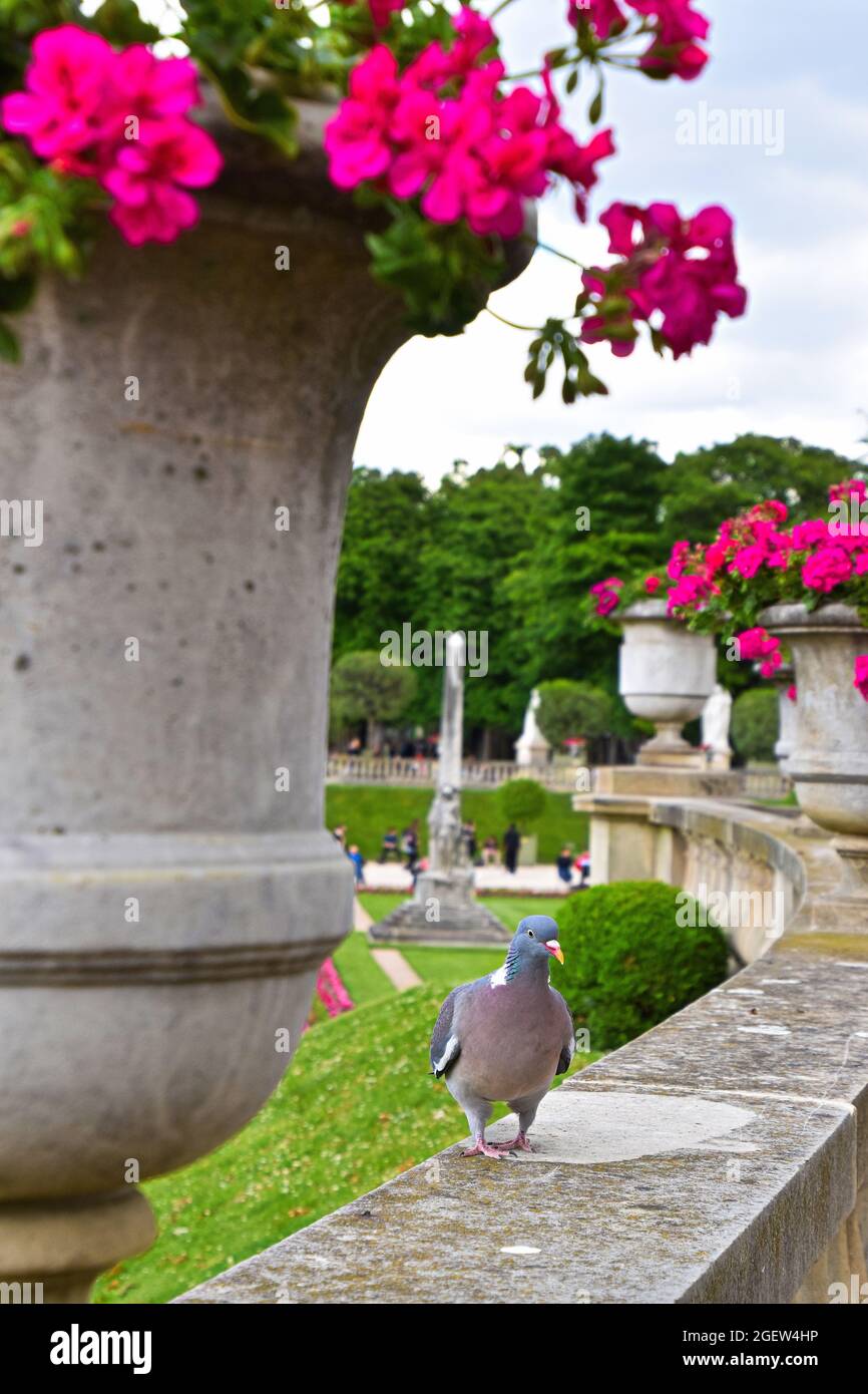 Pigeons paris pigeon hi-res stock photography and images - Alamy