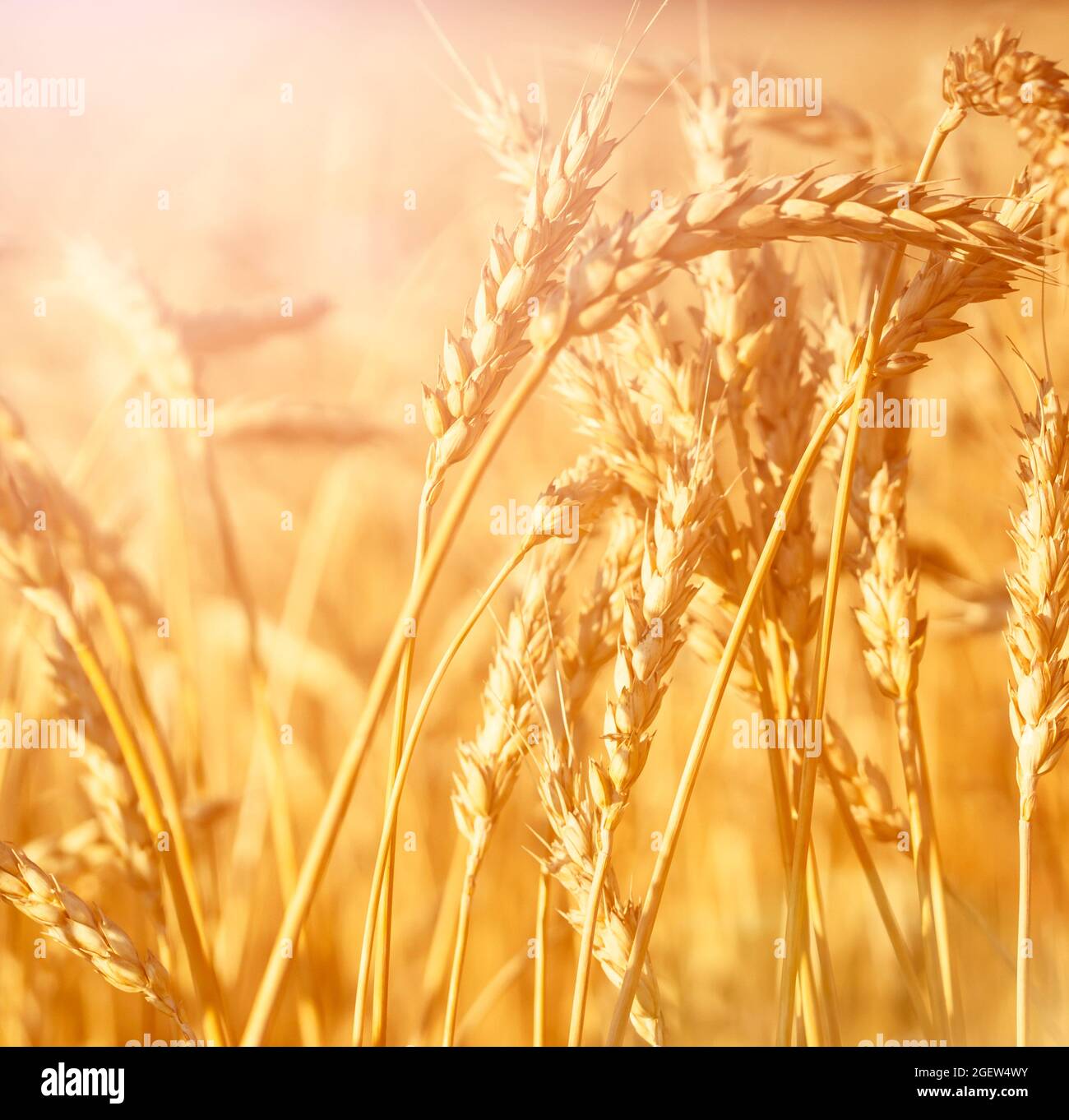Stems of golden wheat Stock Photo - Alamy