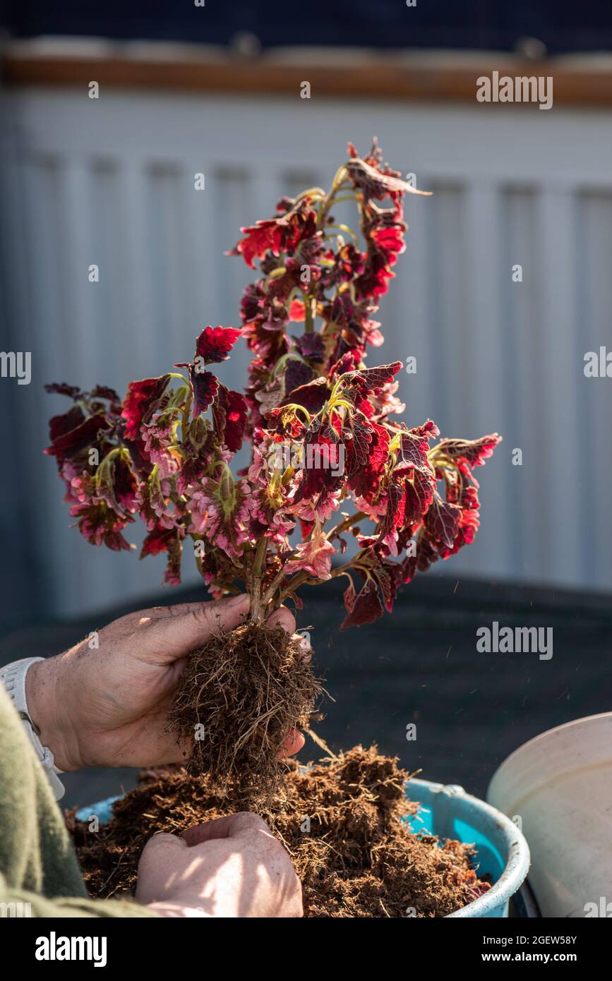 Long white roots of a Coleus plant being repotted Stock Photo - Alamy