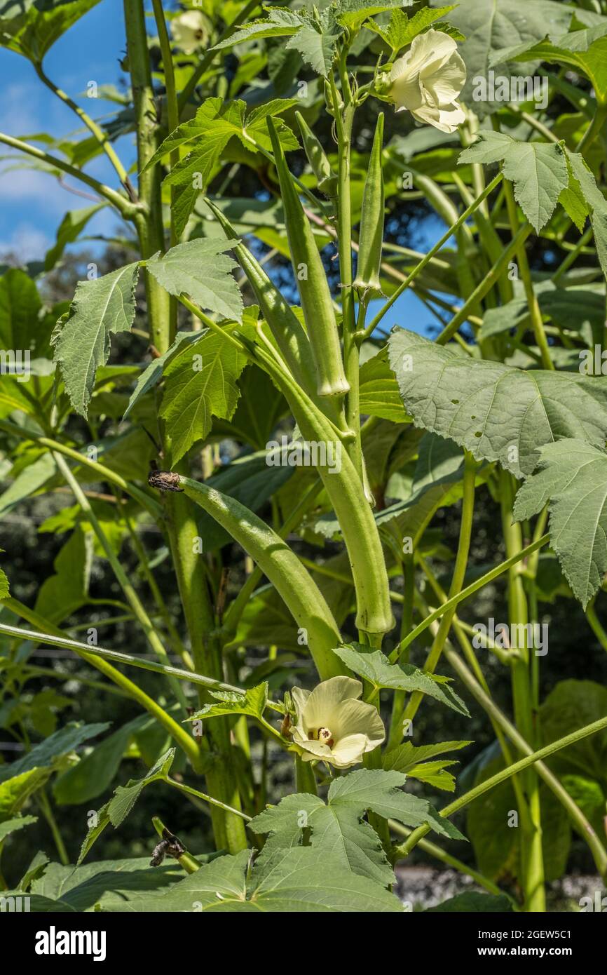 A partial view of a tall healthy okra plant with several green pods ...