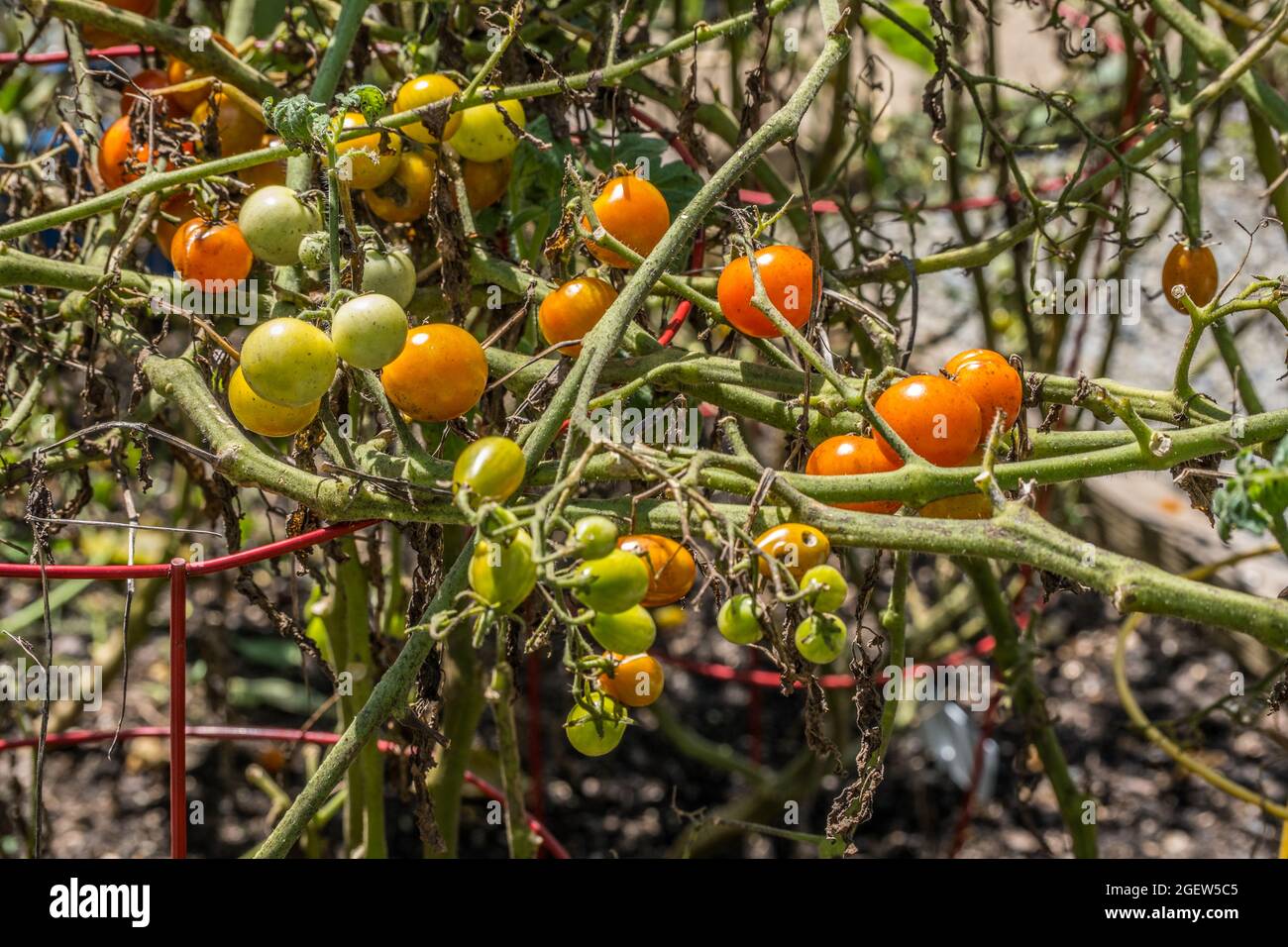 Neglected cherry tomato plant dying in the summer heat with rotting ...