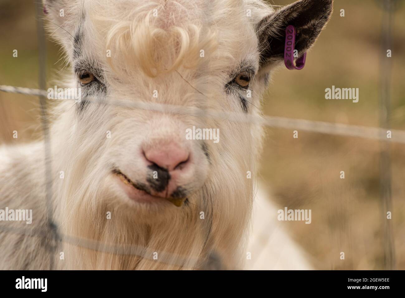 Hairy goat chewing grass behind a fence Stock Photo - Alamy