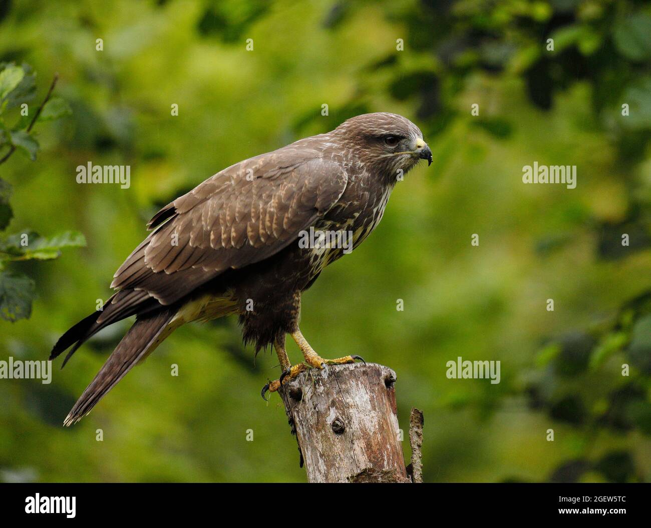 Photographing buzzards hi-res stock photography and images - Alamy