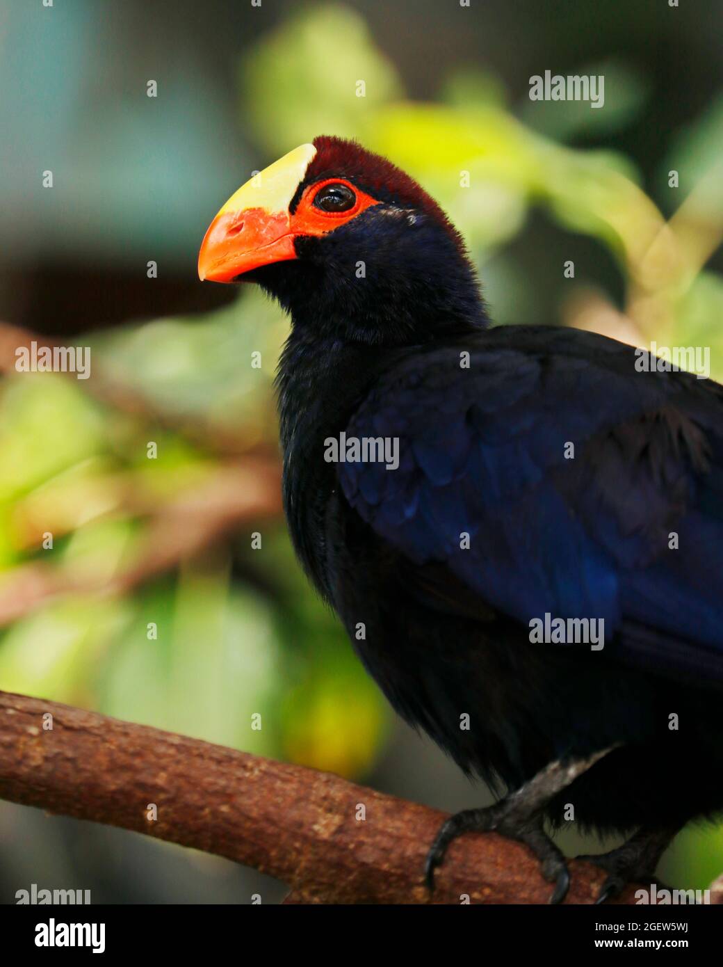 The violet turaco bird, also known as the violaceous plantain eater,is ...