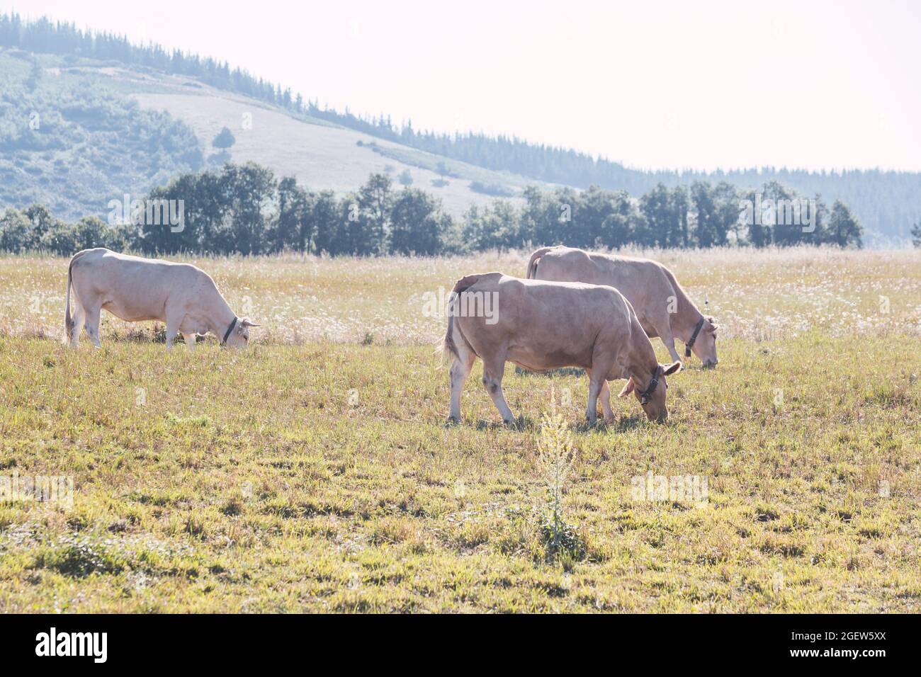 Ternera hi-res stock photography and images - Alamy