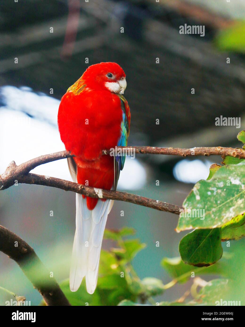 Eastern Rosella High Resolution Stock Photography and Images - Alamy