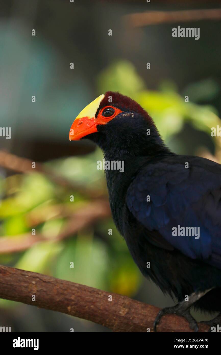 violet turaco bird, also known as the violaceous plantain eater,is a ...