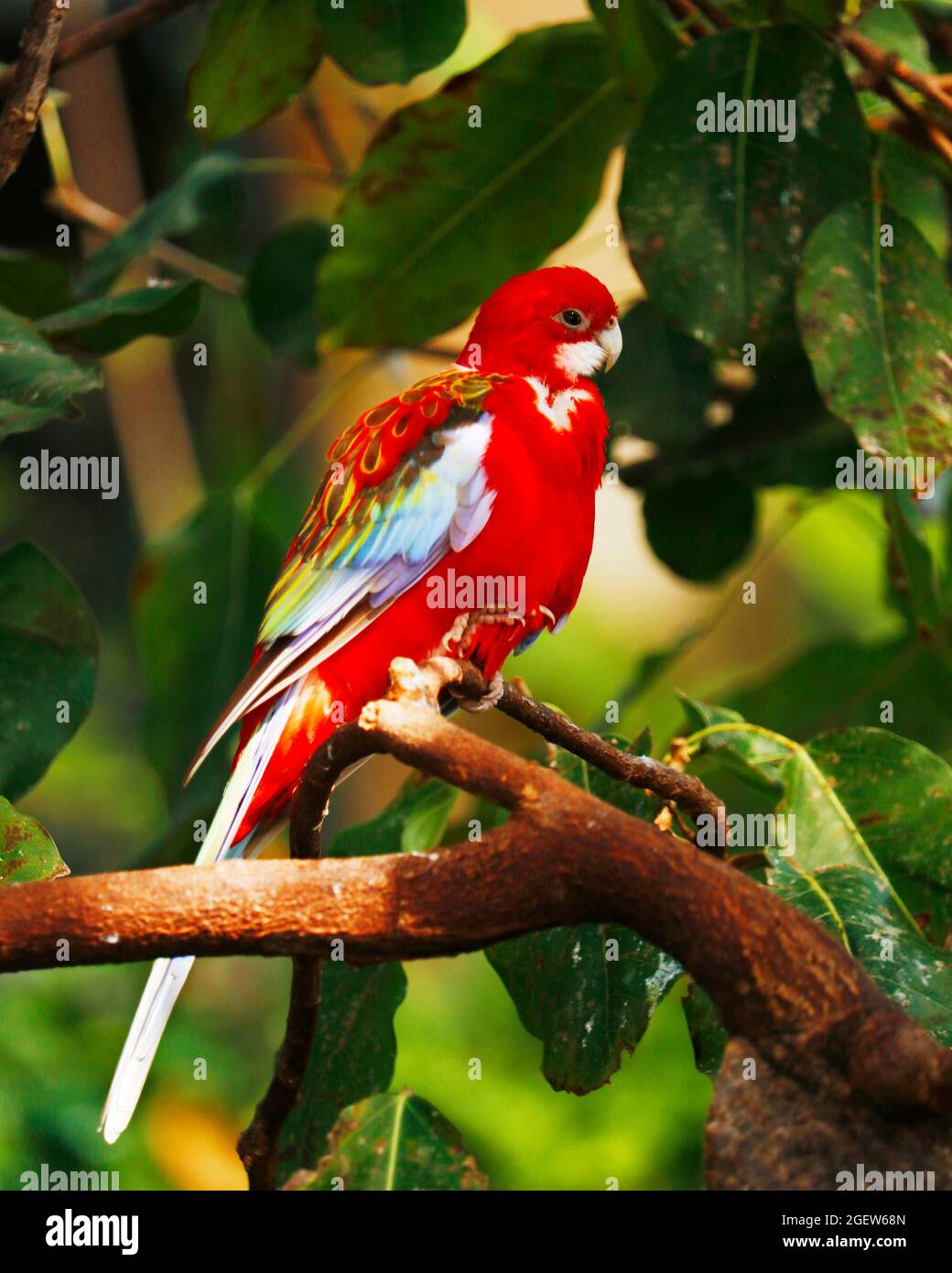 eastern rosella parrot or parakeetis a rosella native to southeast of ...