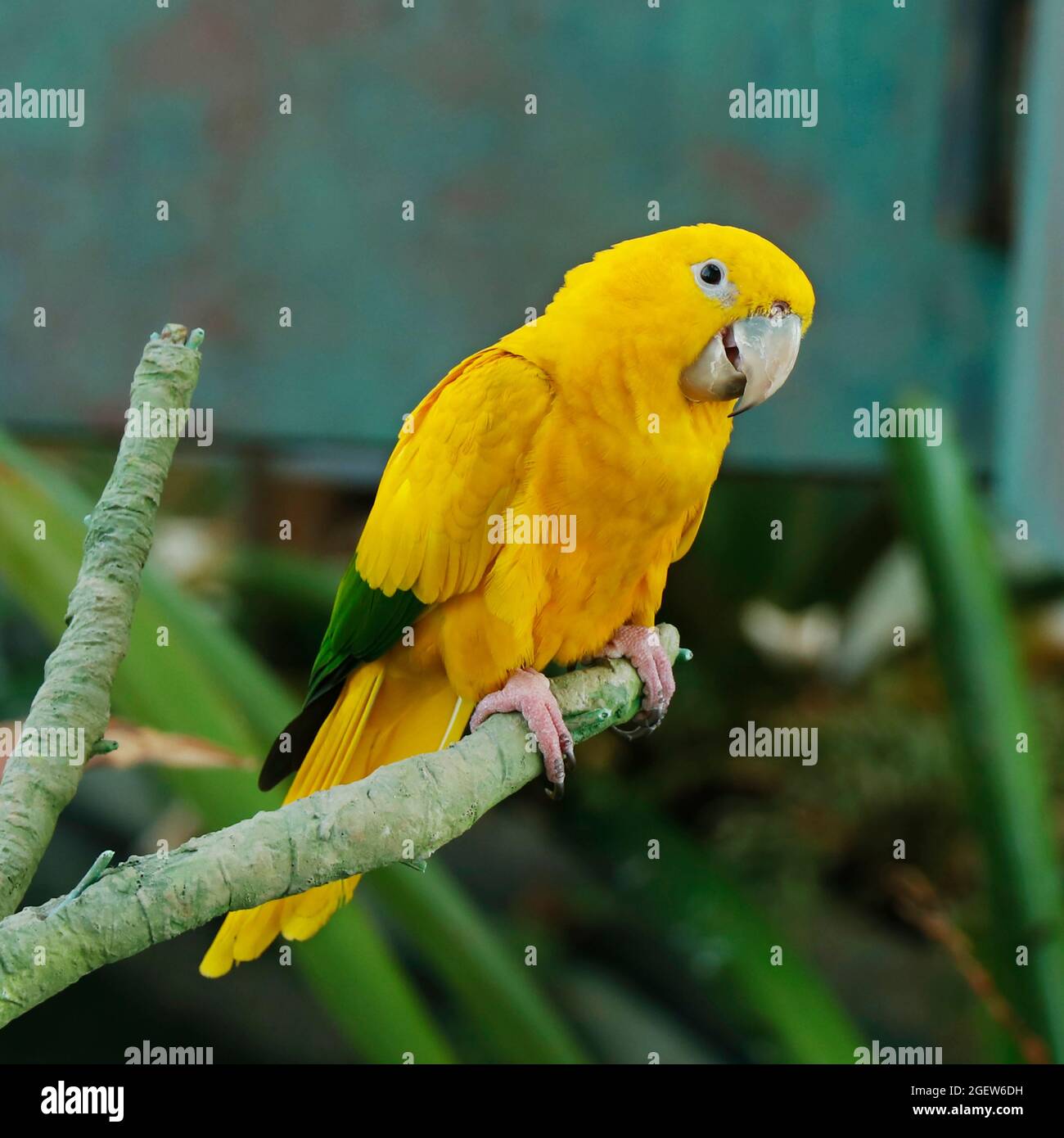 The golden parakeet or golden conure, is a medium-sized golden-yellow ...