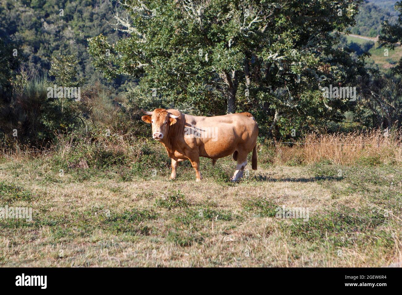 Galician blonde bull alone looking towards the camera in the middle of ...