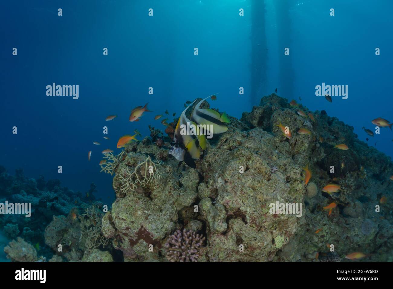 Fish swim in the Red Sea, colorful fish, Eilat Israel Stock Photo - Alamy