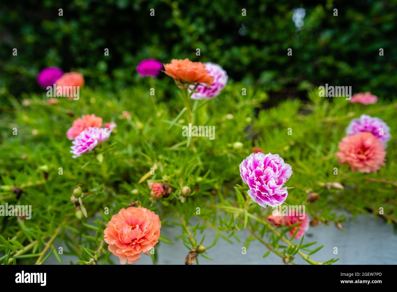 Closeup shot of beautiful Portulaca grandiflora flowers growing in a ...