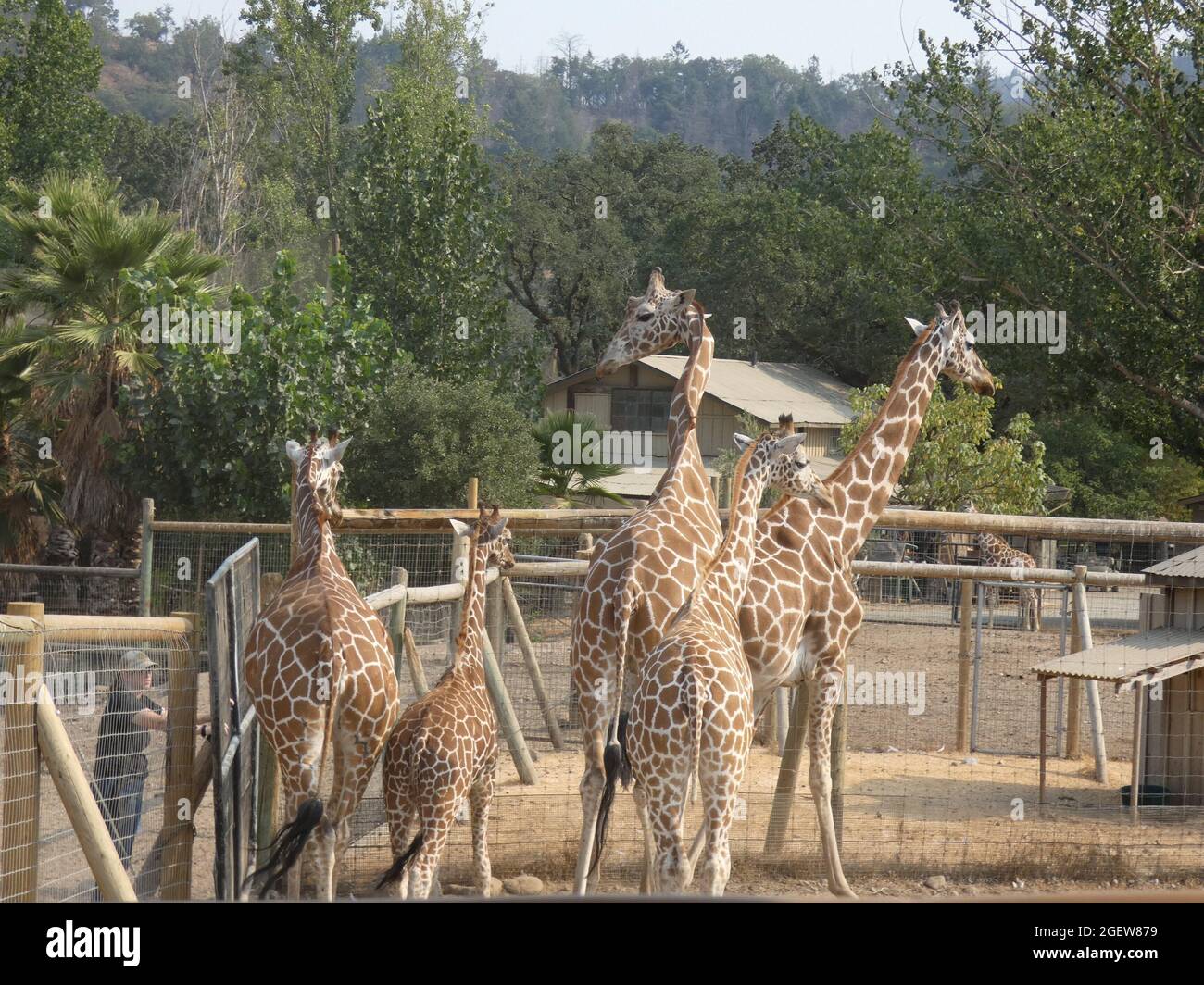 Safari west santa rosa hi-res stock photography and images - Alamy