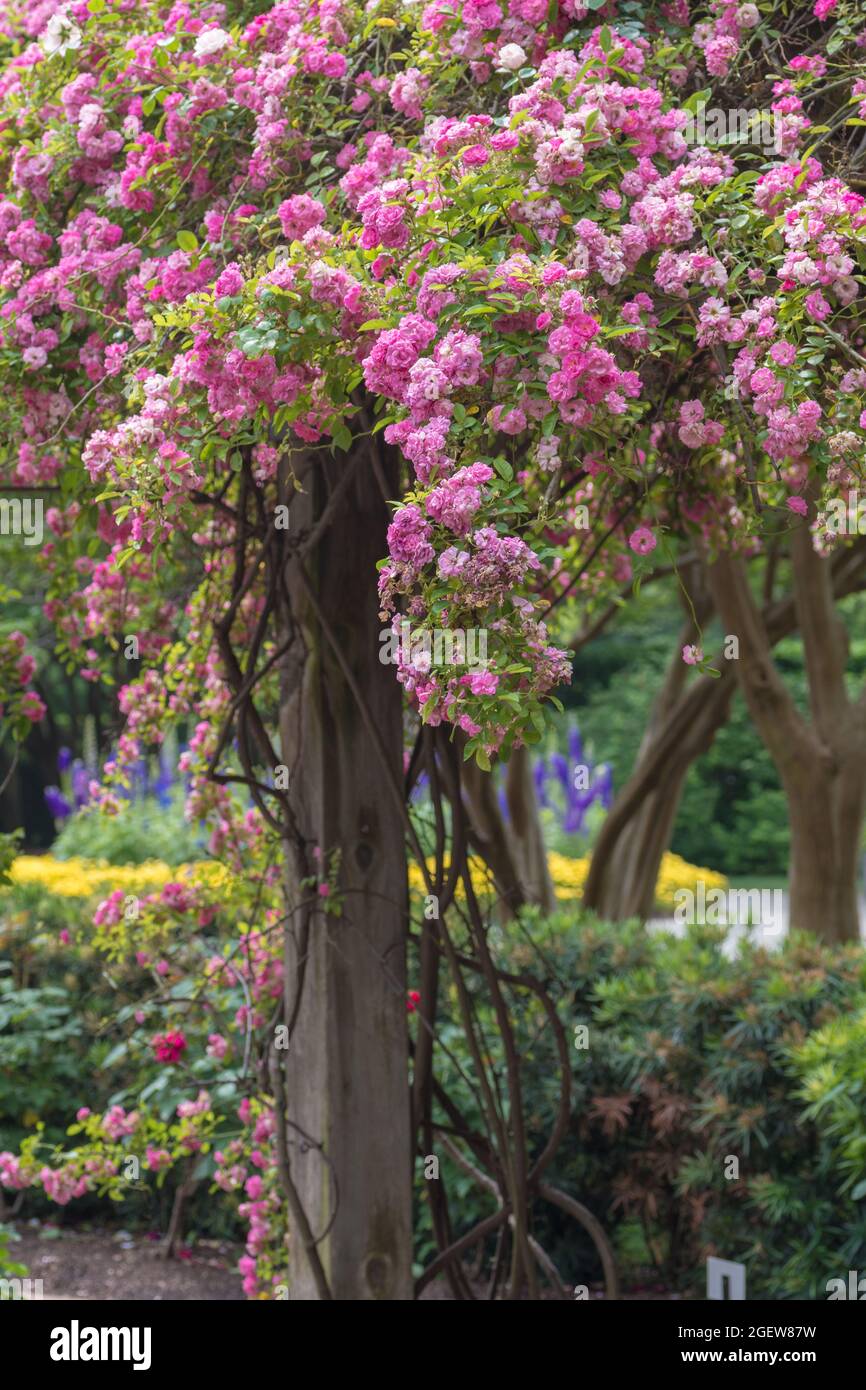 A climbing pink rose covering an arbor Stock Photo - Alamy