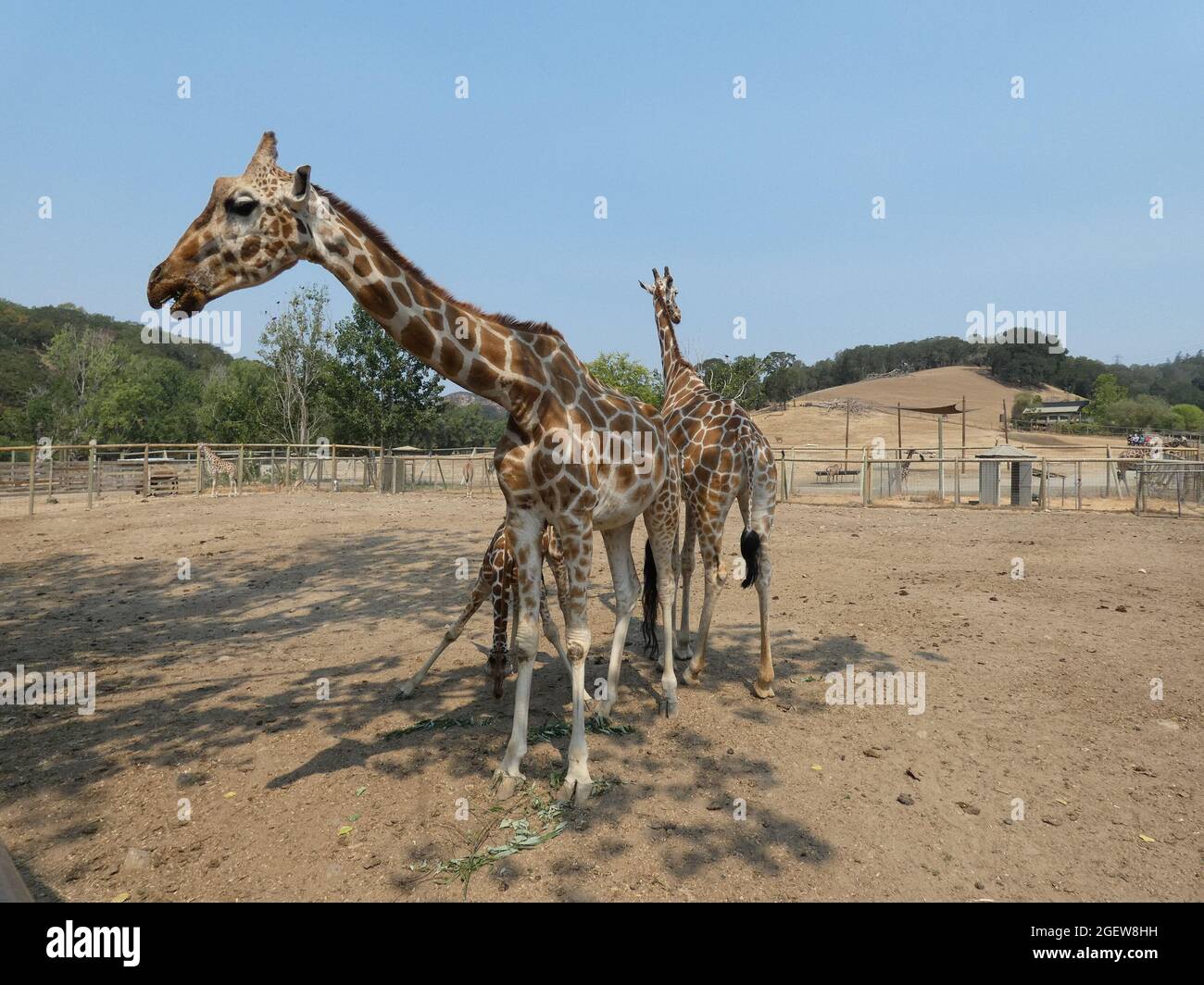 Safari west santa rosa hi-res stock photography and images - Alamy