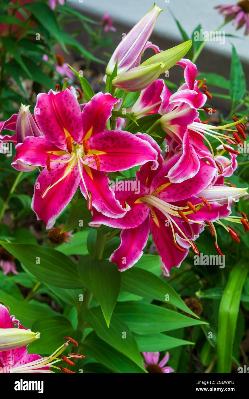 Flower without petals hi-res stock photography and images - Alamy