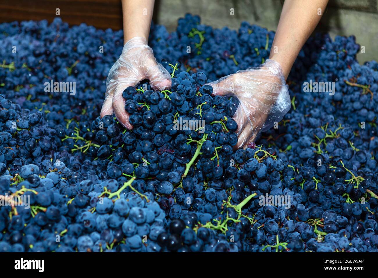 Hands collecting grapes for wine making . Hands in transparent plastic ... Hands collecting grapes for wine making . Hands in transparent plastic ...