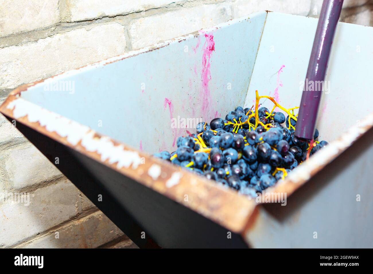 Grape Sorting High Resolution Stock Photography and Images - Alamy