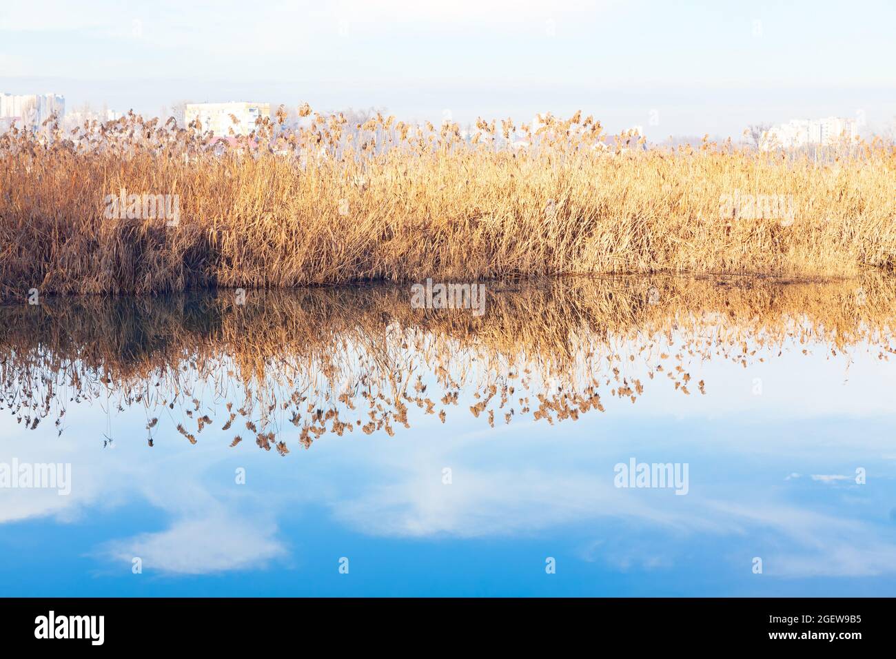 Dry sedge on a lake , plants reflection in the water Stock Photo - Alamy