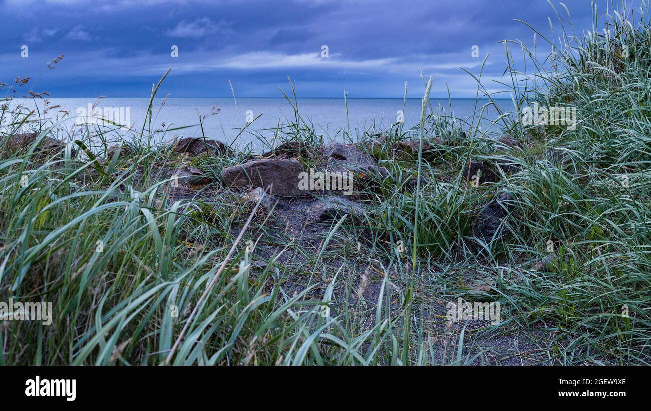 Flora at the beach Stock Photo - Alamy