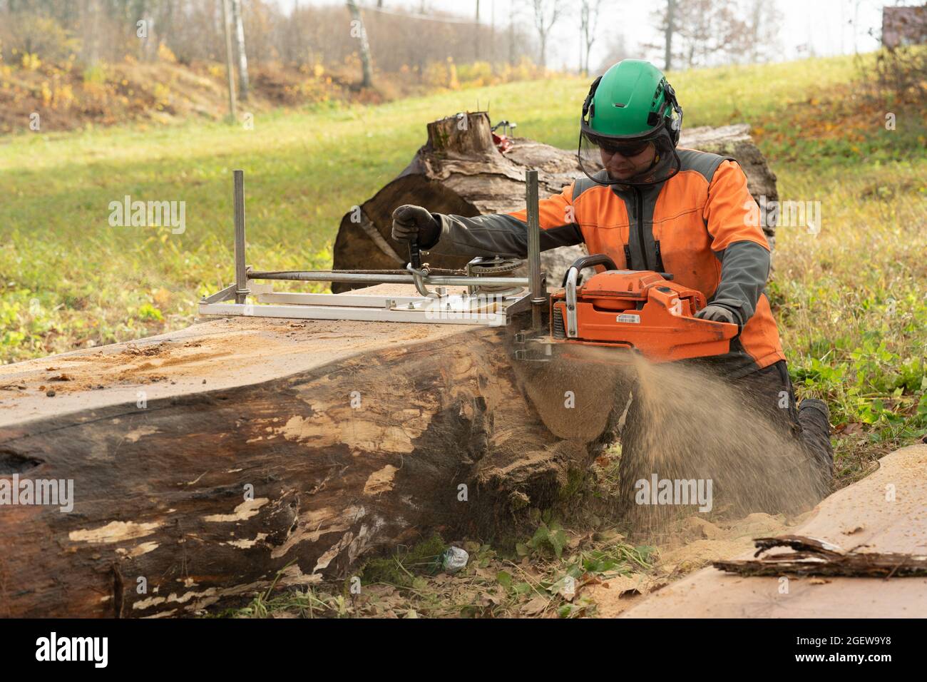 on a sunny autumn day, an oak log is given a second life by sawing it ...