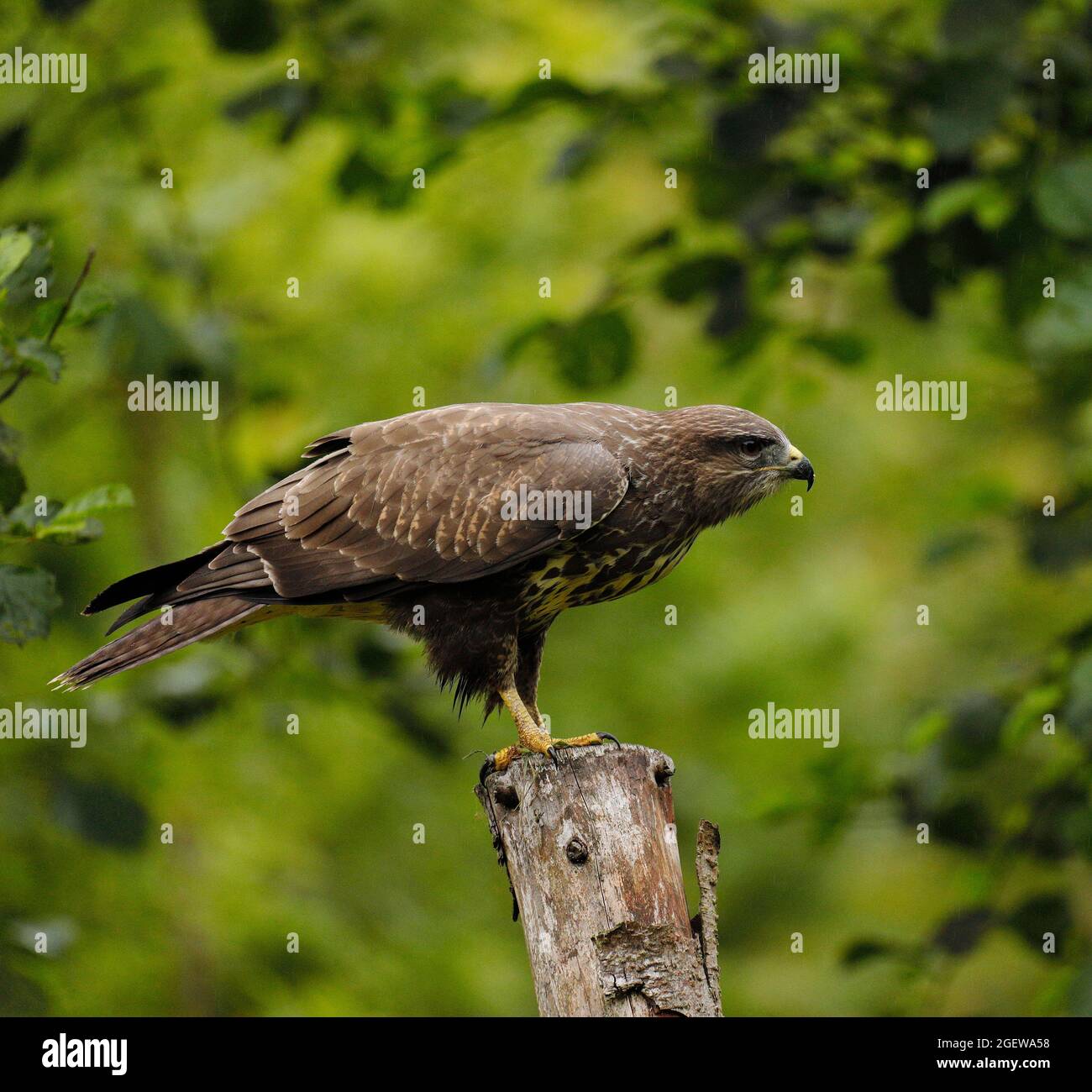 Photographing buzzards hi-res stock photography and images - Alamy
