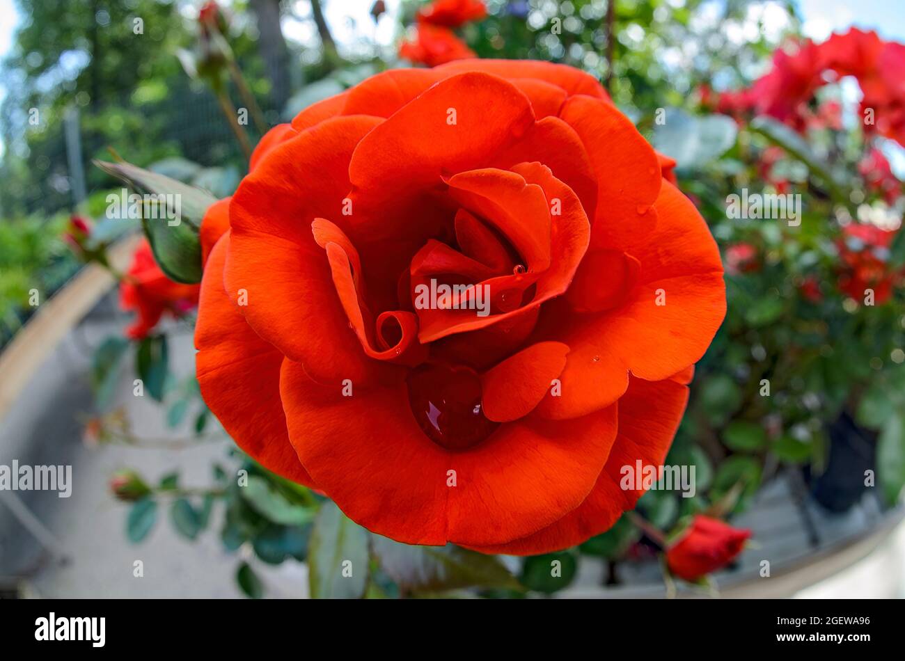 Near view of a blossom of a red rose with blood drop Stock Photo - Alamy