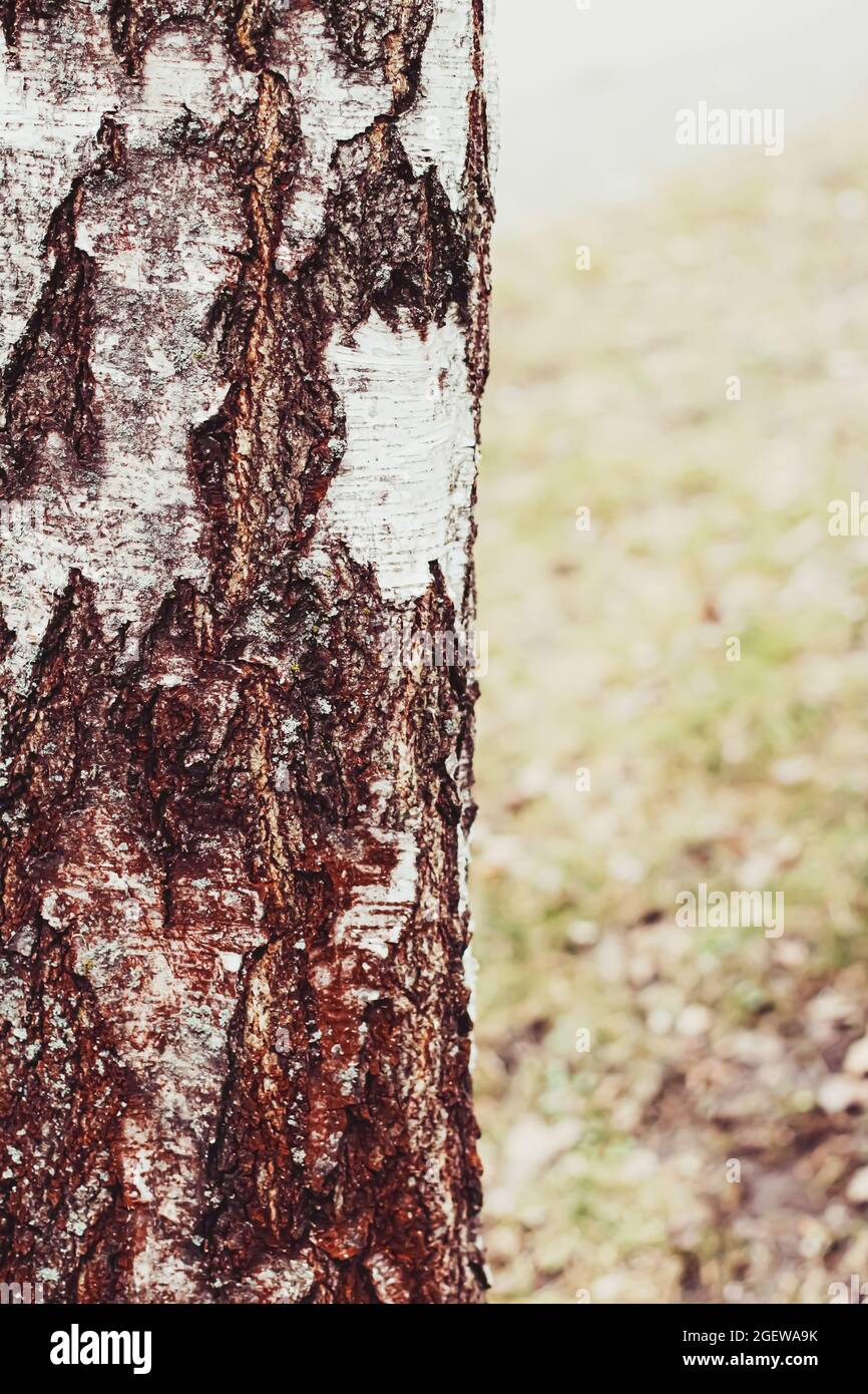 Natural wood, birch tree texture as wooden background, environment and ...