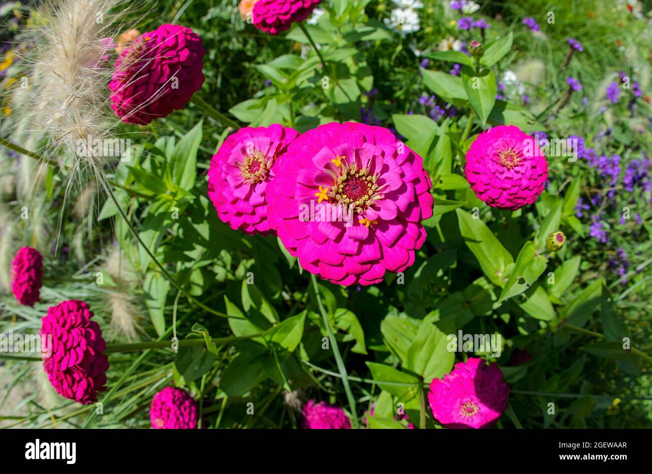 lilac blossom of an elegant zinnia at sunshine in summer Stock Photo ...