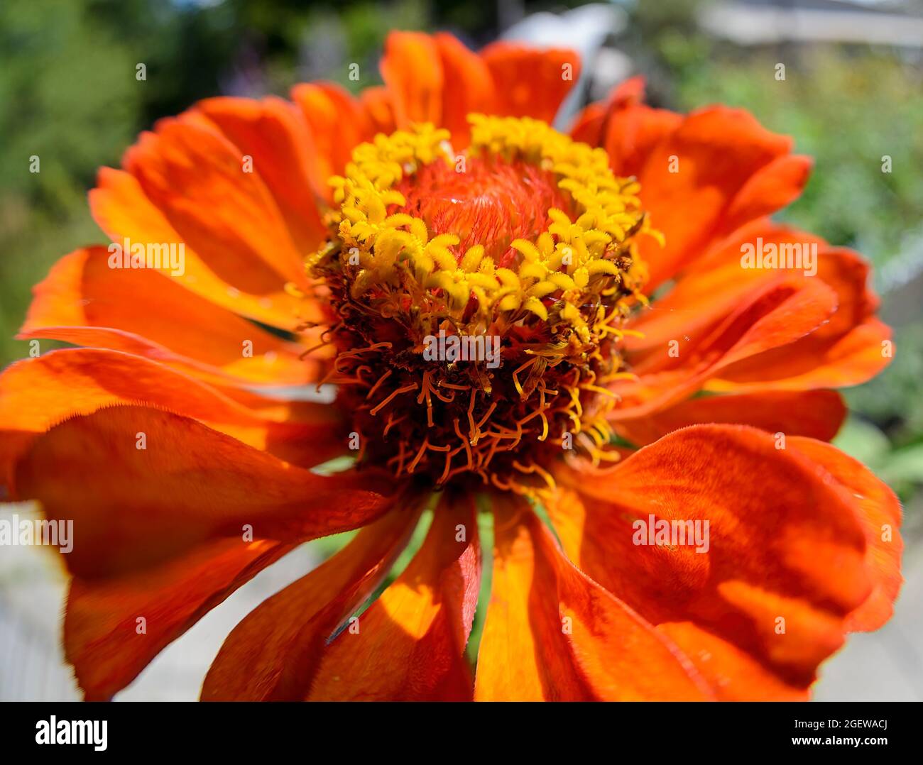 orange blossom of a plant of the genus Helenium Stock Photo - Alamy