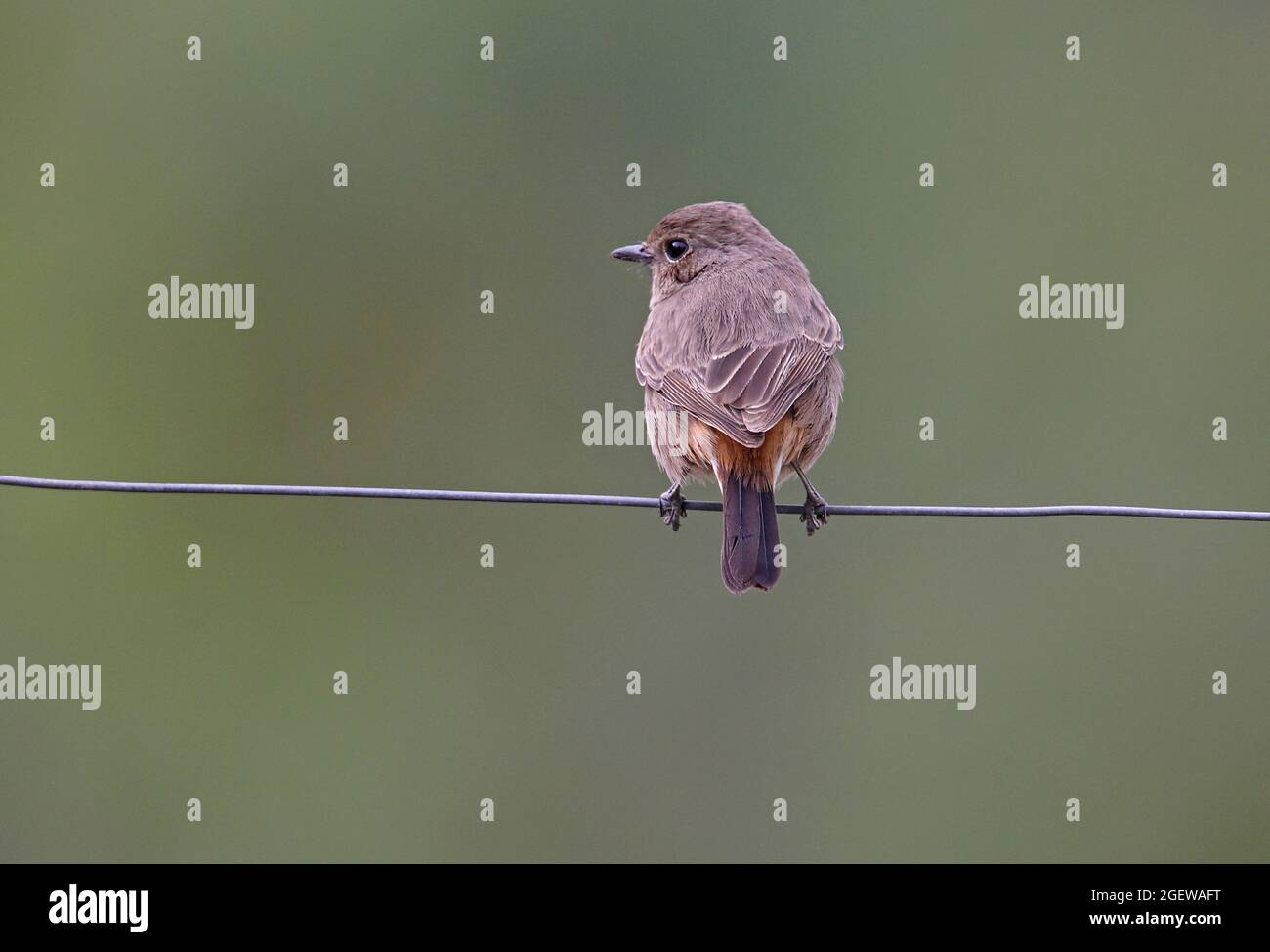 Pied Bushchat (Saxicola caprata burmanicus) female perched on wire Doi ...