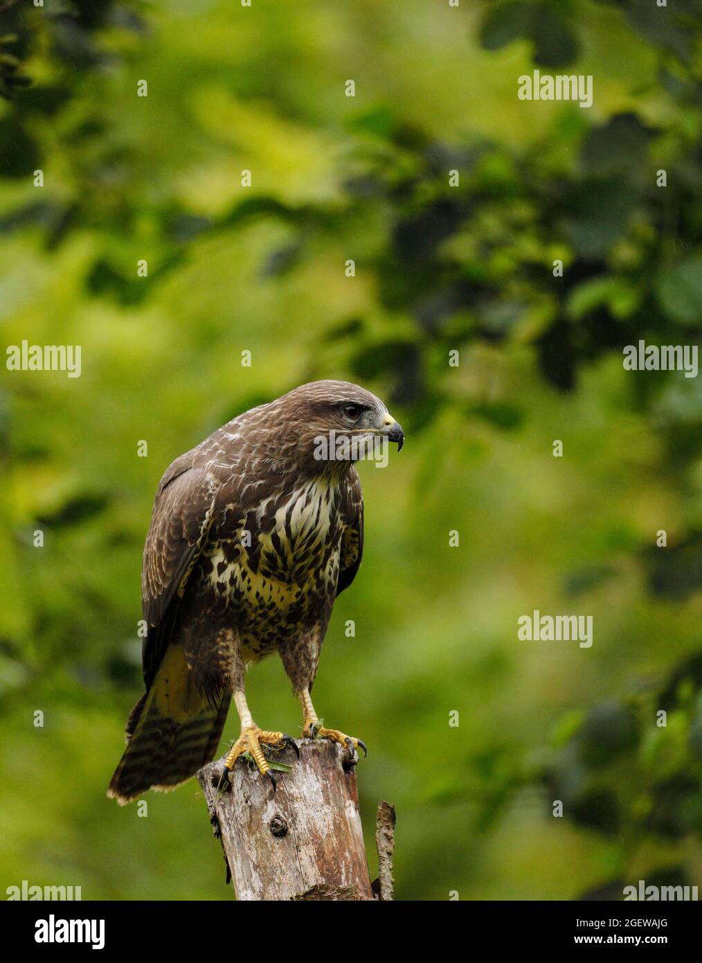 Photographing buzzards hi-res stock photography and images - Alamy