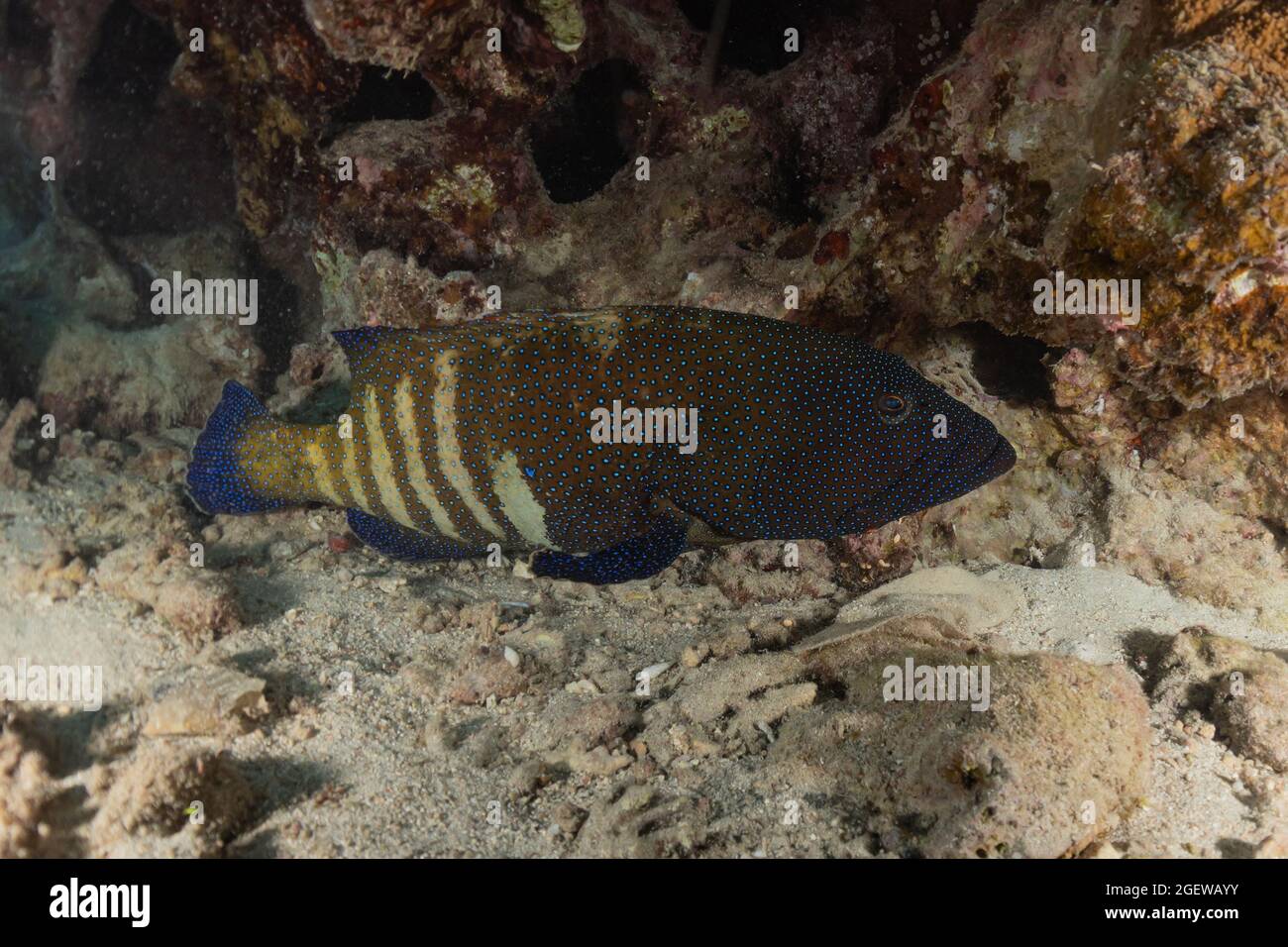 Fish swim in the Red Sea, colorful fish, Eilat Israel Stock Photo - Alamy
