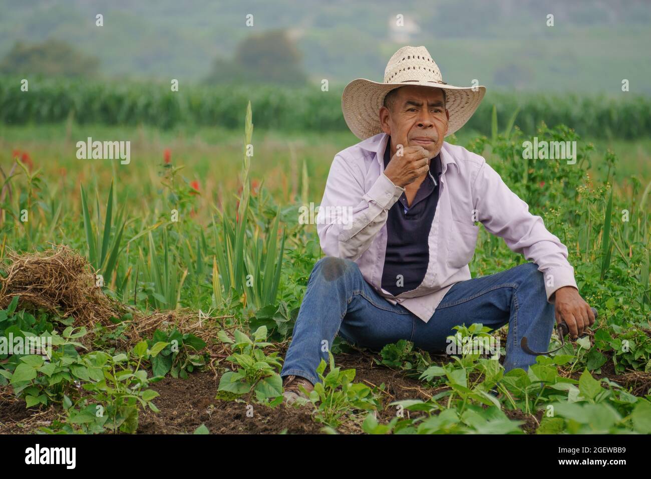 Closeup shot of a Hispanic farmer on his plantation in Mexico Stock ...