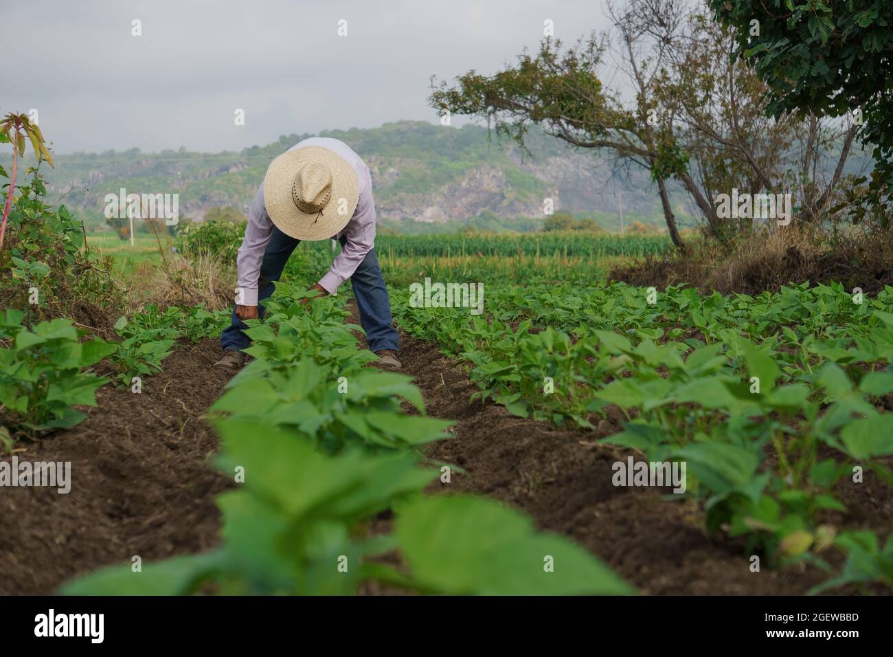 Closeup shot of a Hispanic farmer on his plantation in Mexico Stock ...