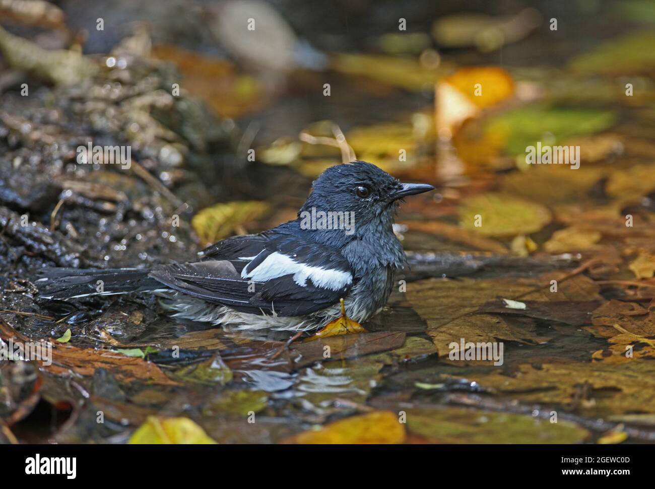 Female oriental magpie robin hi-res stock photography and images - Alamy