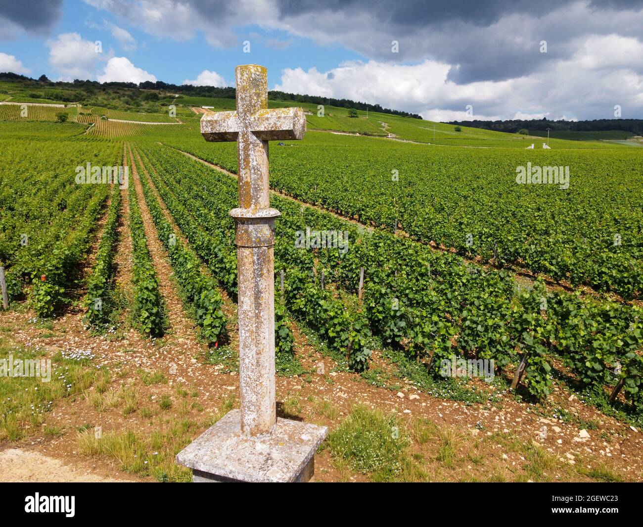 Aerian view on walled green grand cru and premier cru vineyards with ...