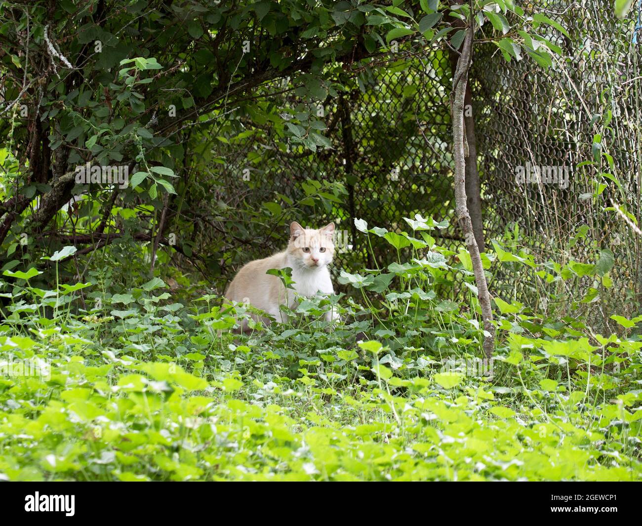 Animal fear people hi-res stock photography and images - Alamy