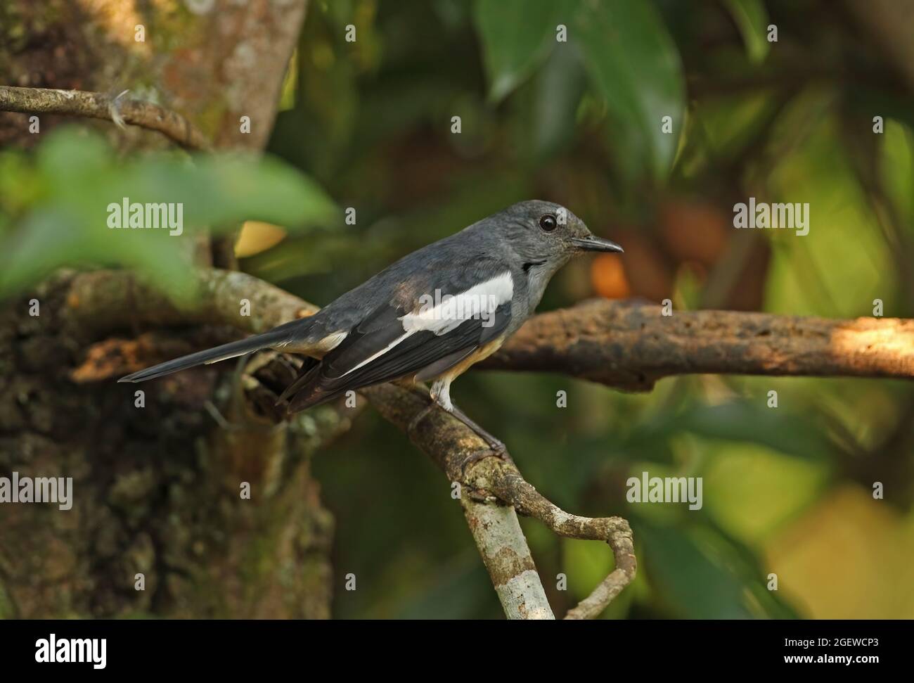 Oriental Magpie-robin (Copsychus saularis) adult female perched on ...